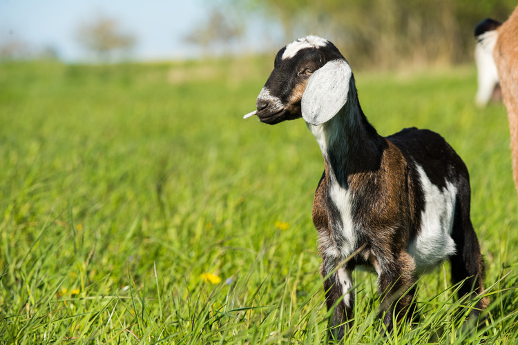 Caprine Arthritis Encephalitis Virus (CAEV) - Goat Journal